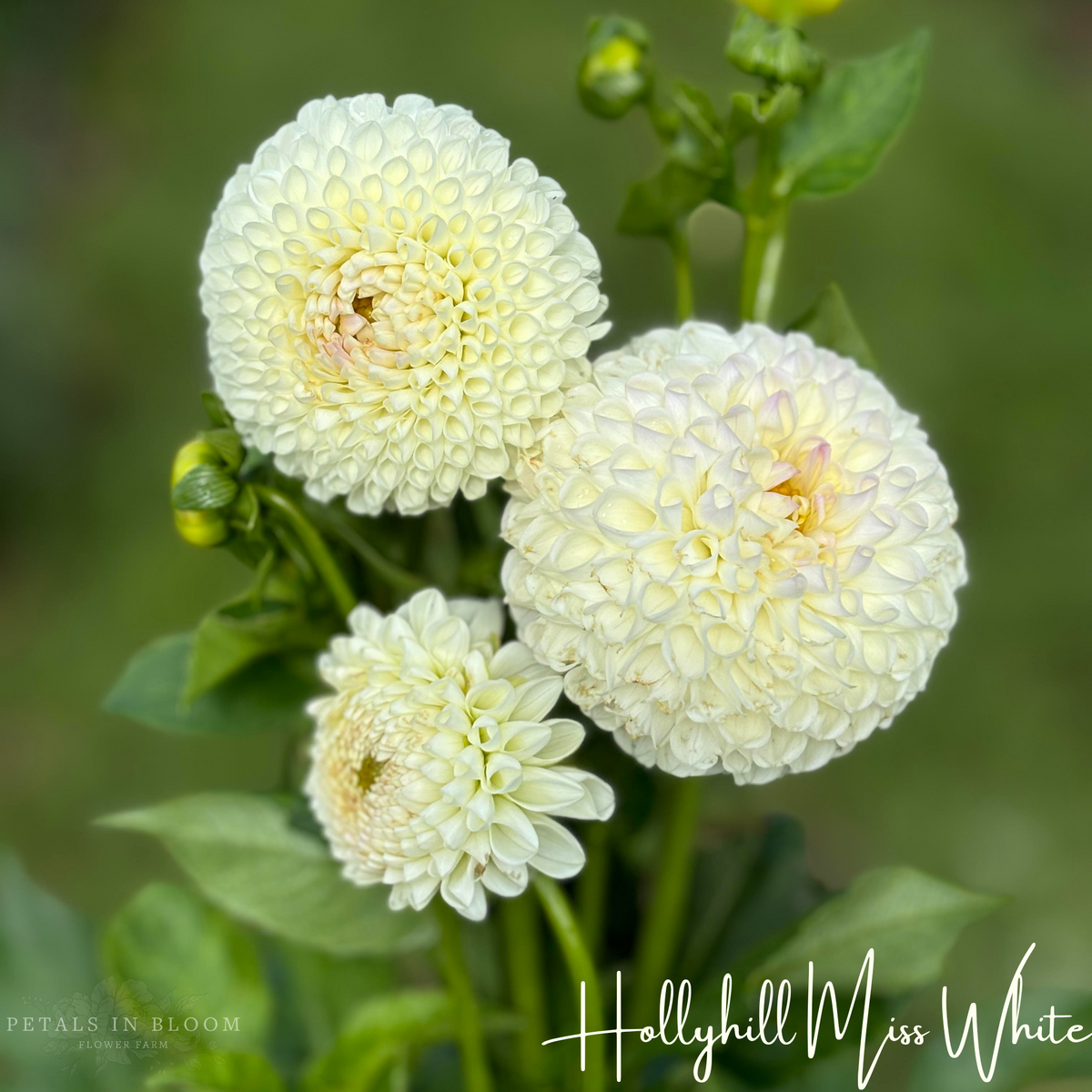 Hollyhill Miss White Dahlia Tuber – Petals In Bloom Flower Farm