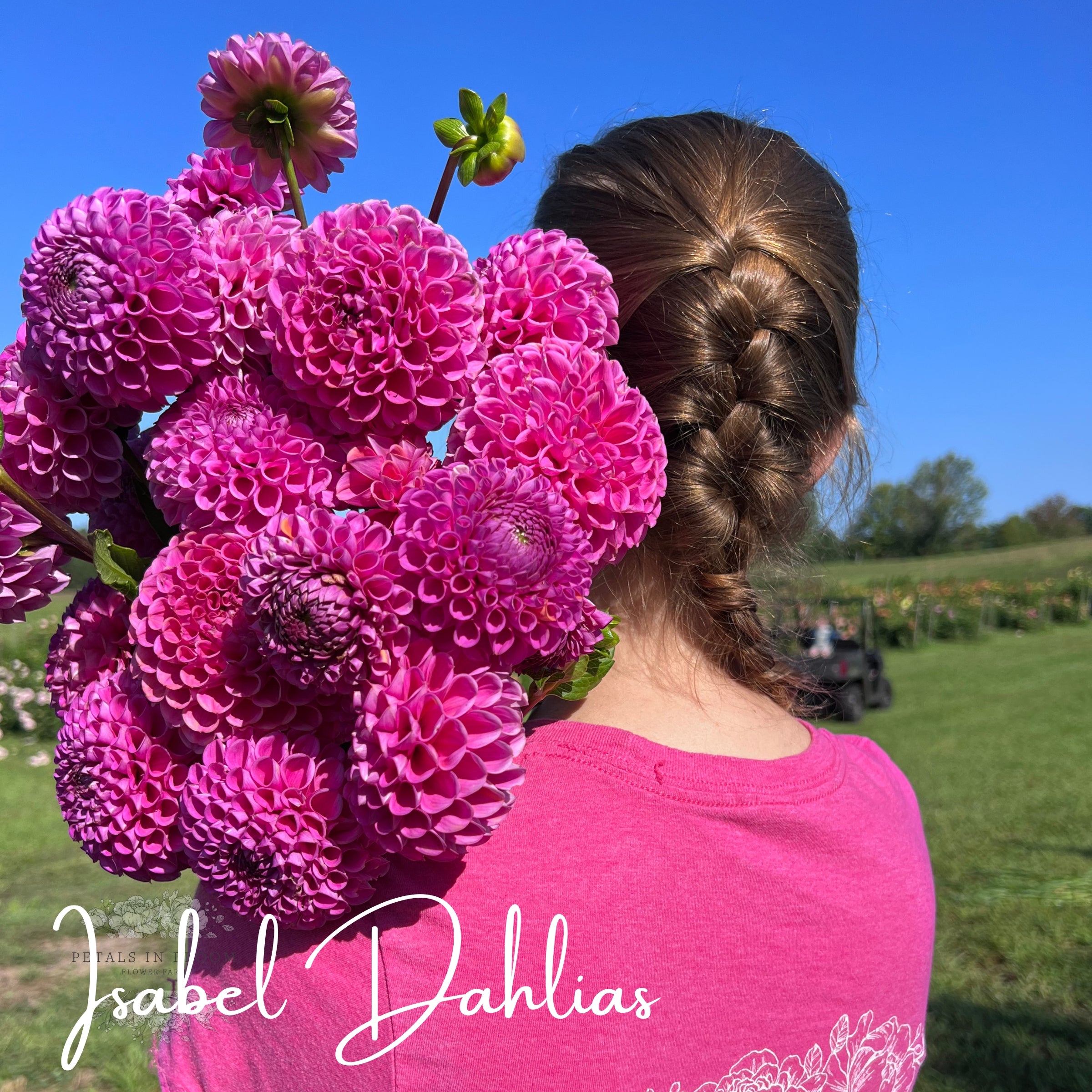Isabel Dahlia Tubers – Petals In Bloom Flower Farm