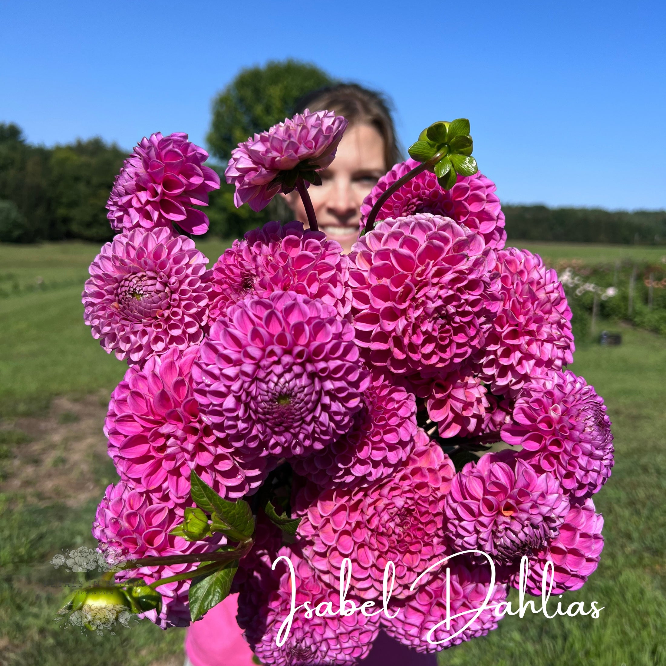 Isabel Dahlia Tubers – Petals In Bloom Flower Farm