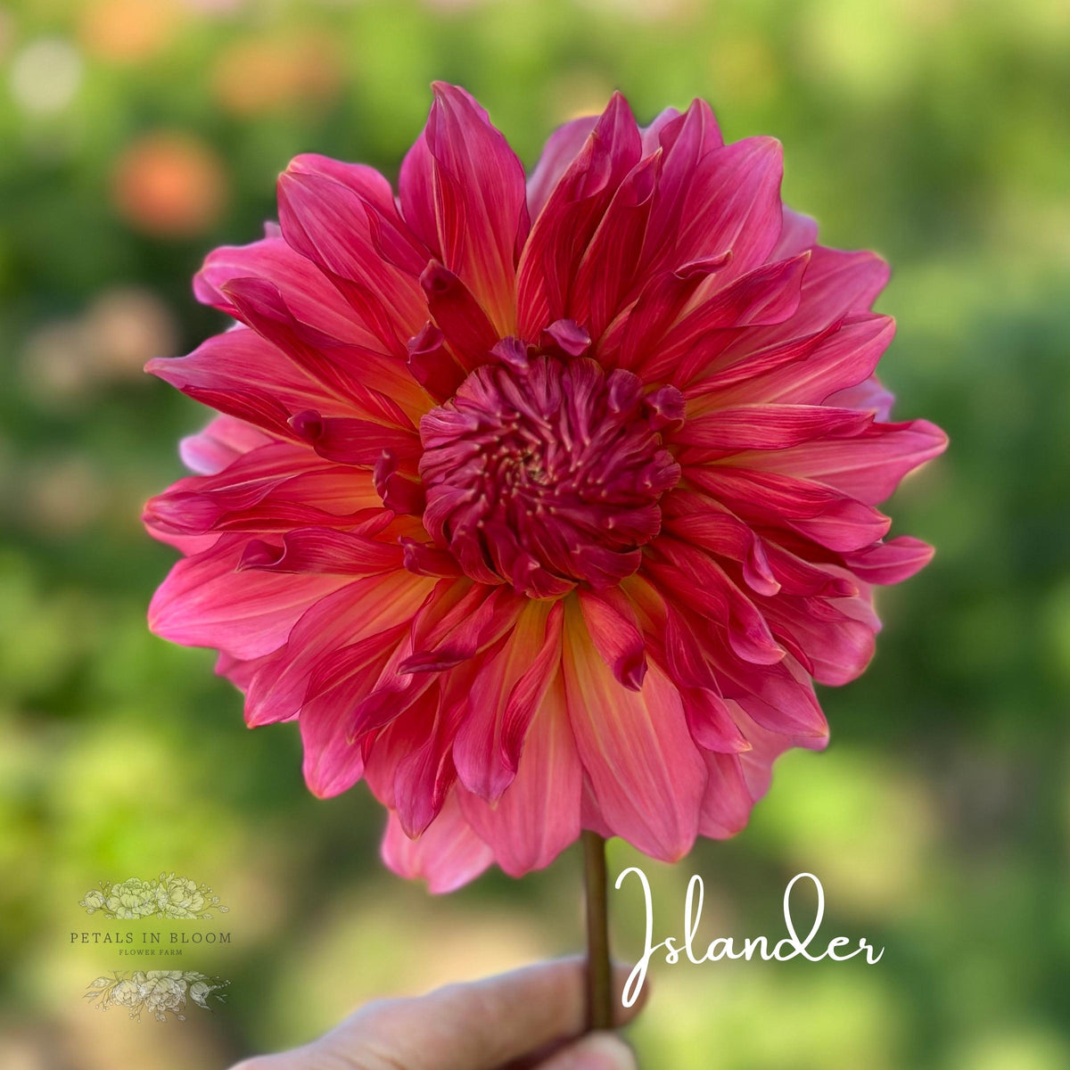 Islander Dahlia Tuber – Petals In Bloom Flower Farm