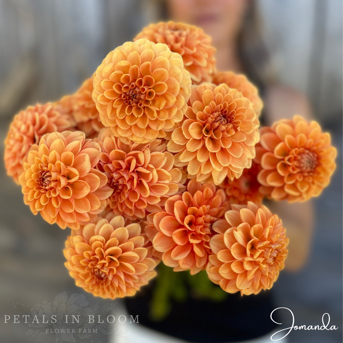 Jomanda Dahlia Tuber – Petals In Bloom Flower Farm