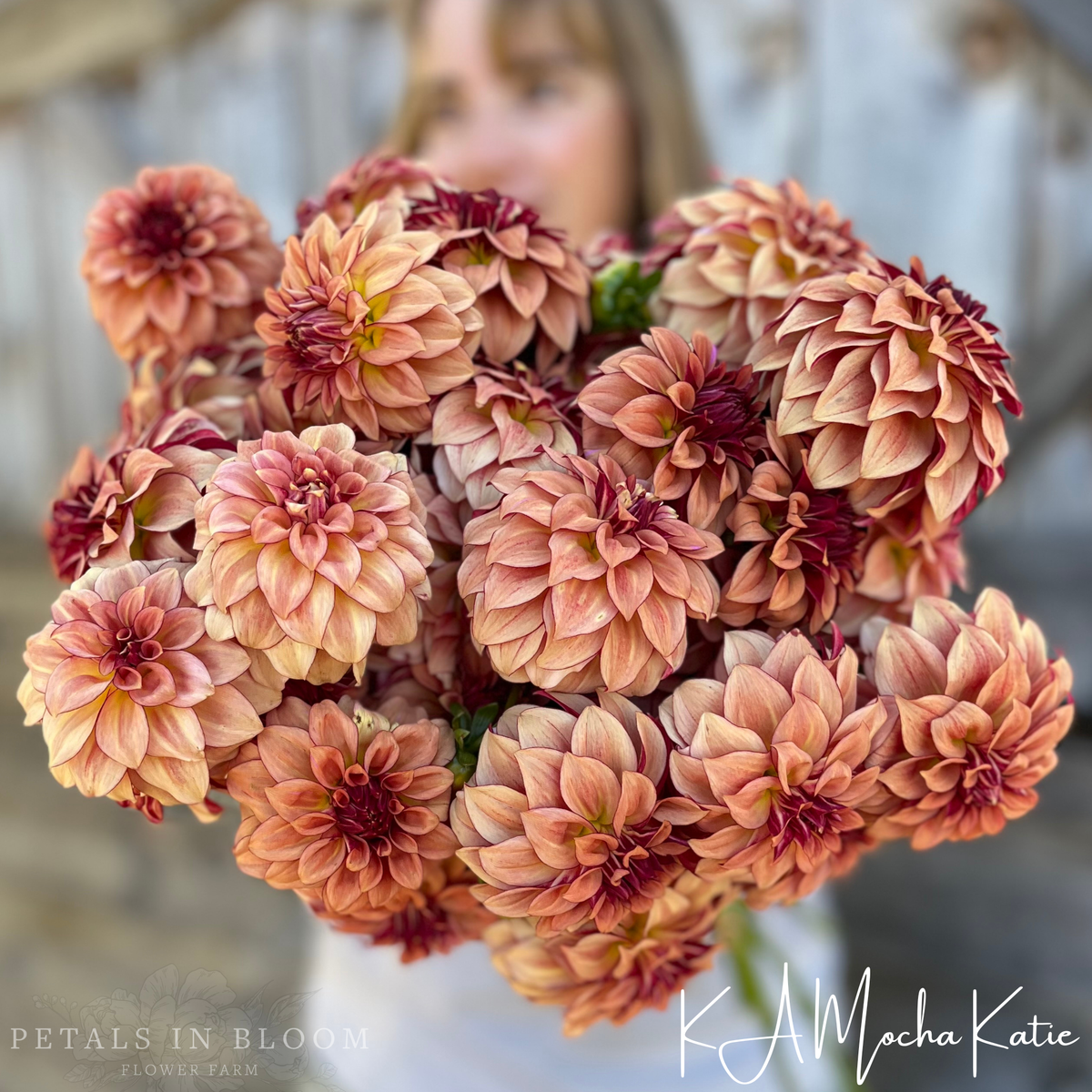 KA's® Mocha Katie Dahlia Tuber – Petals In Bloom Flower Farm