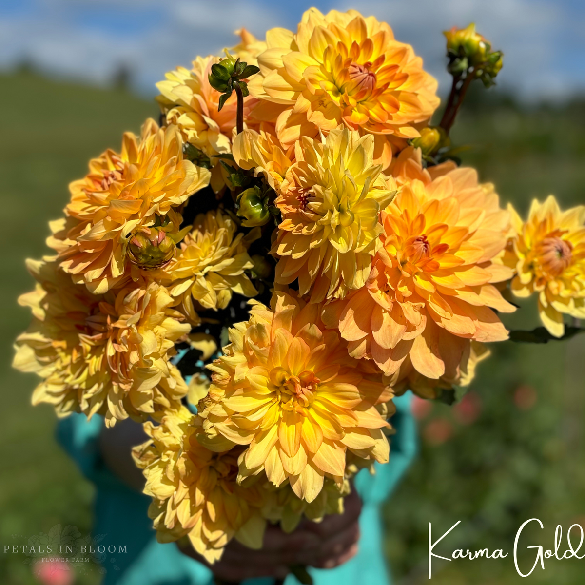 Karma Gold Dahlia Tuber – Petals In Bloom Flower Farm