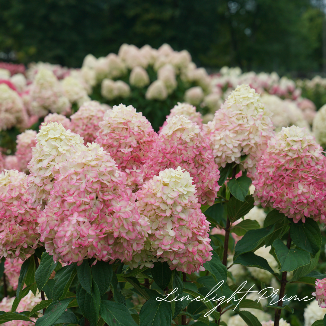 Hydrangea Sale – Petals In Bloom Flower Farm