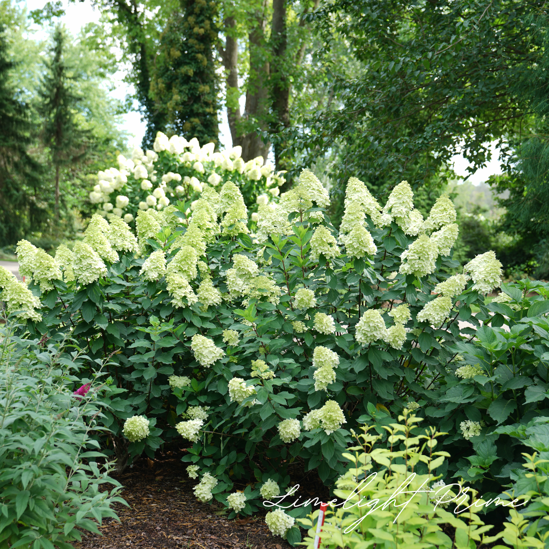 Limelight Prime Hydrangea – Petals In Bloom Flower Farm
