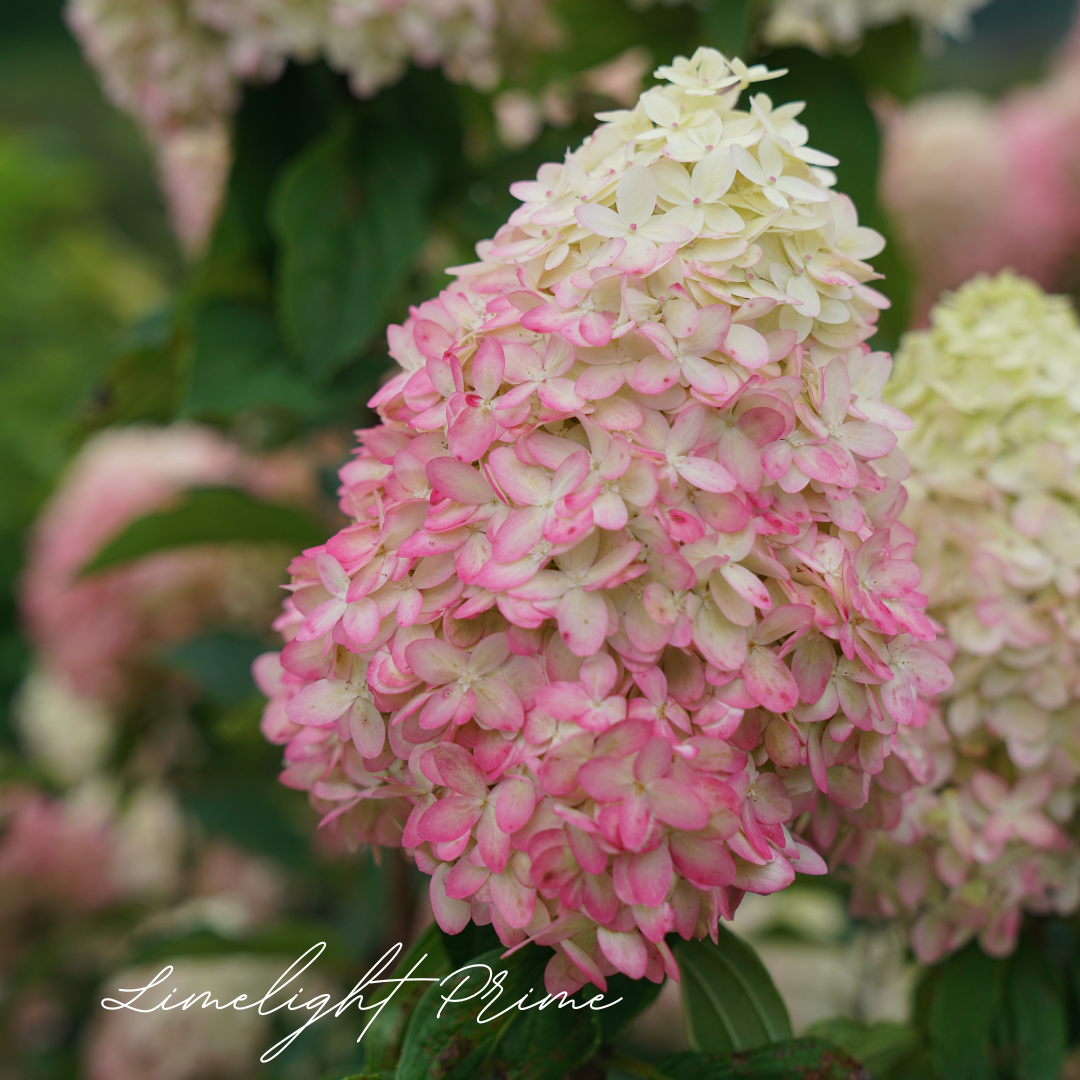 Limelight Prime Hydrangea – Petals In Bloom Flower Farm