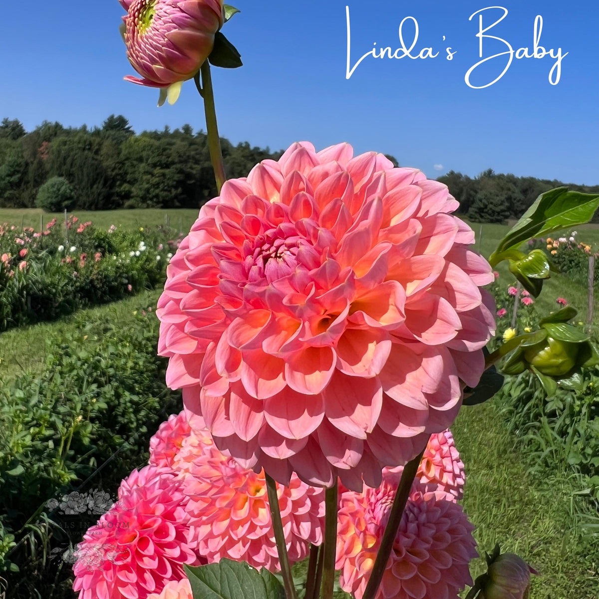 Linda's Baby Dahlia Tubers – Petals In Bloom Flower Farm