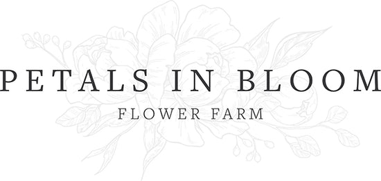 Isabel Dahlia Tubers – Petals In Bloom Flower Farm