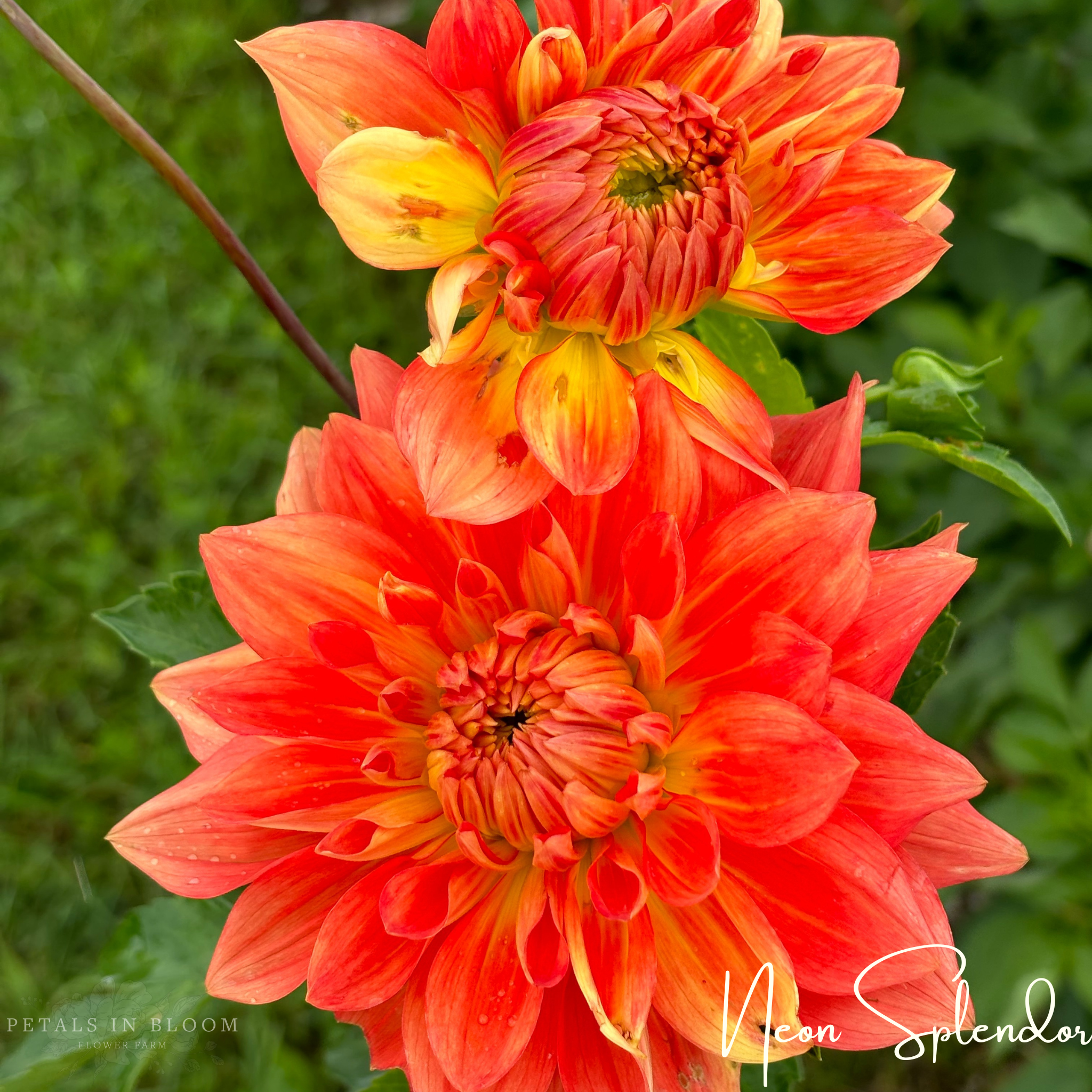 Dahlia Tubers – Page 9 – Petals In Bloom Flower Farm