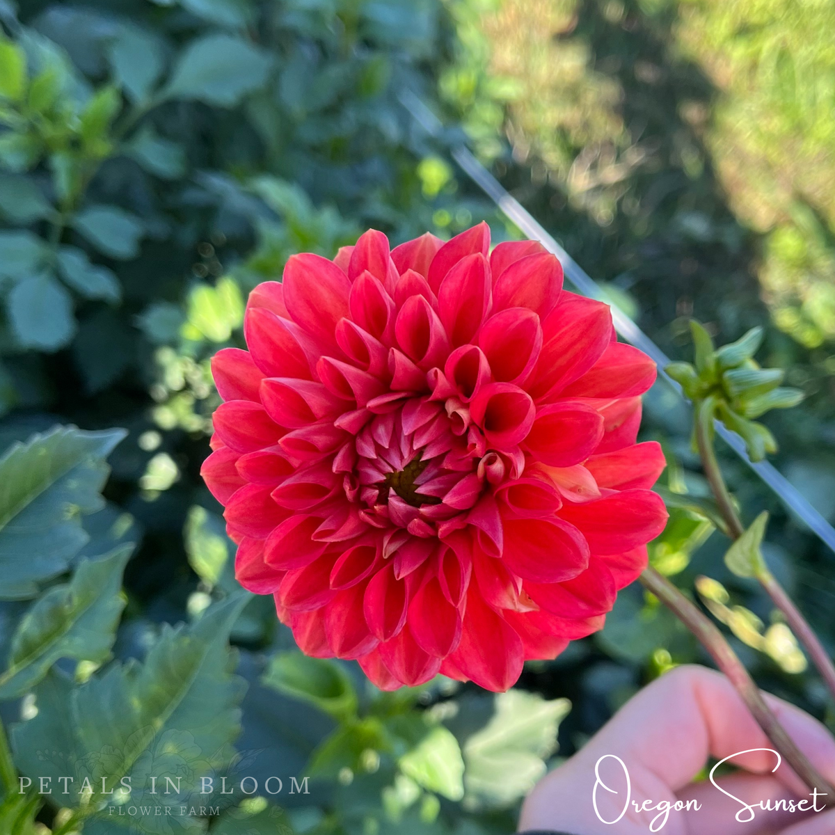 Oregon Sunset Dahlia Tubers – Petals In Bloom Flower Farm