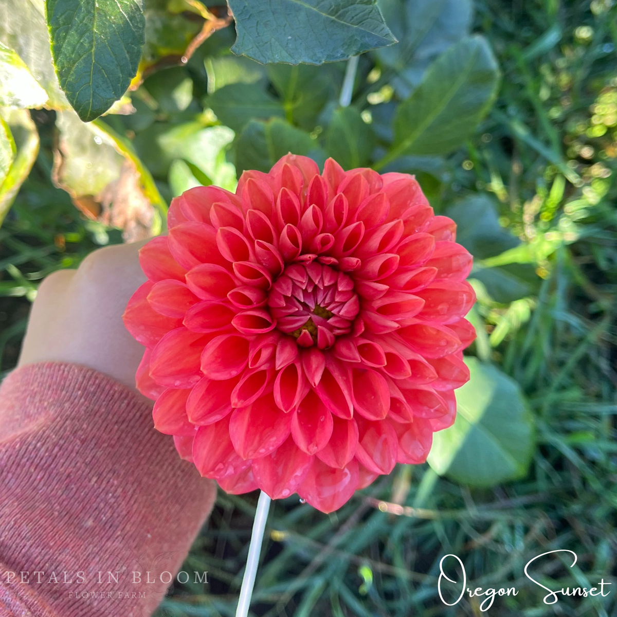 Oregon Sunset Dahlia Tubers – Petals In Bloom Flower Farm
