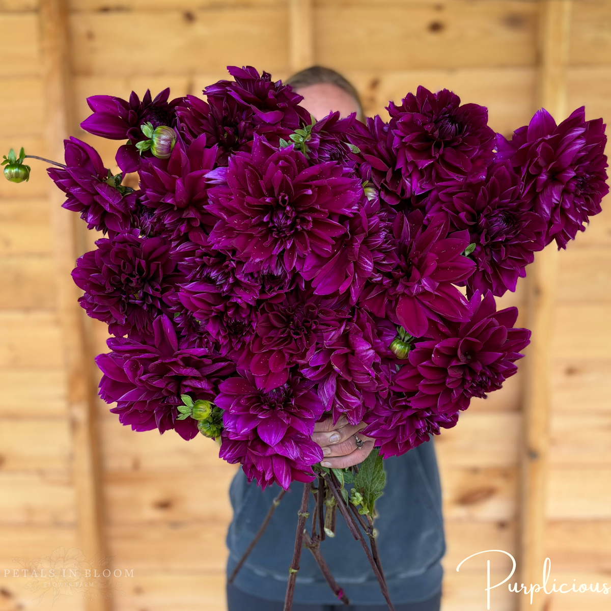 Purplicious Dahlia Tuber – Petals In Bloom Flower Farm
