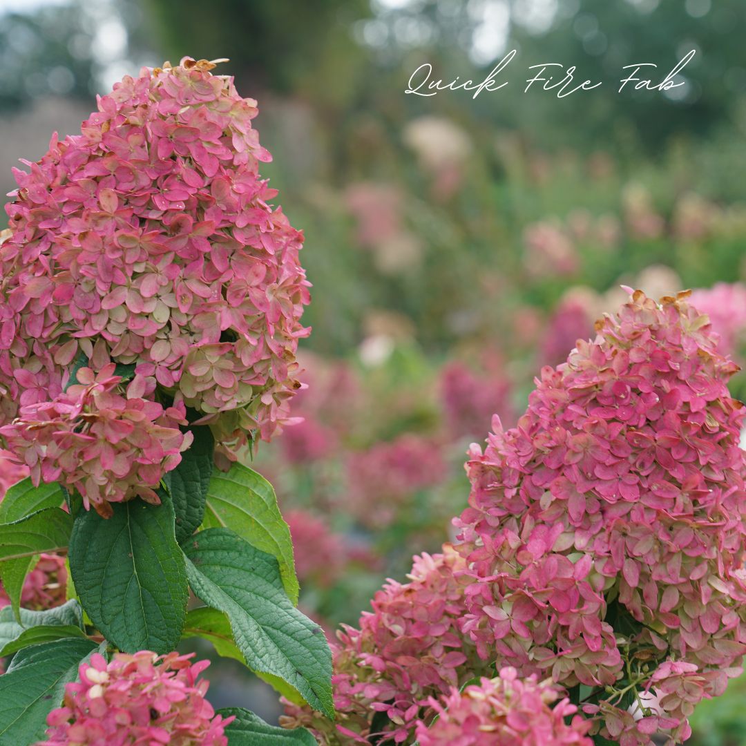 Quick Fire Fab Hydrangeas – Petals In Bloom Flower Farm