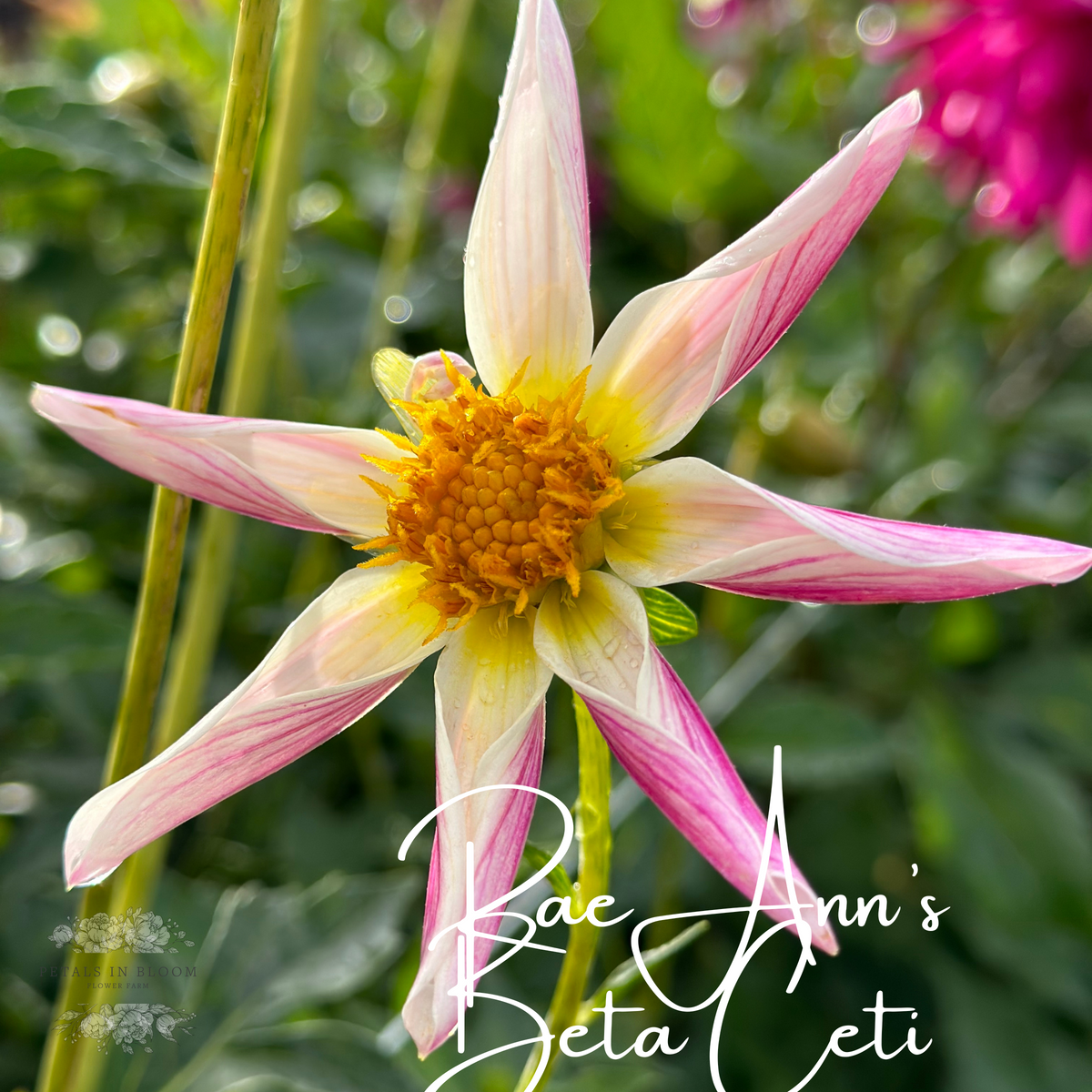 RaeAnn's Beta Ceti Dahlia Tuber – Petals In Bloom Flower Farm