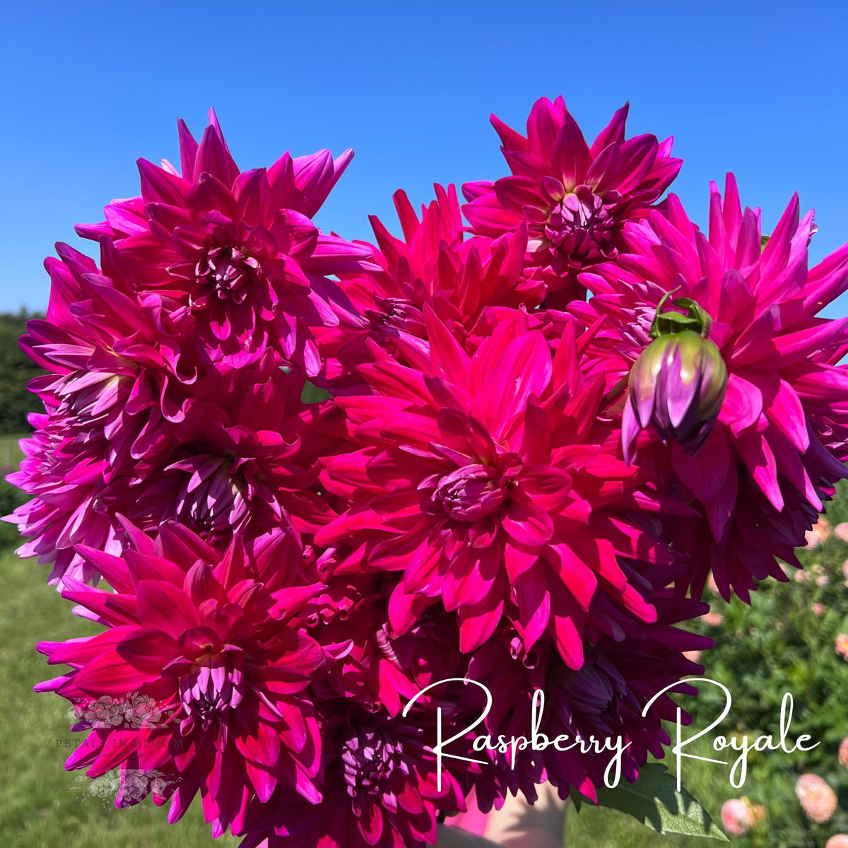 Raspberry Royale Dahlia Tubers – Petals In Bloom Flower Farm