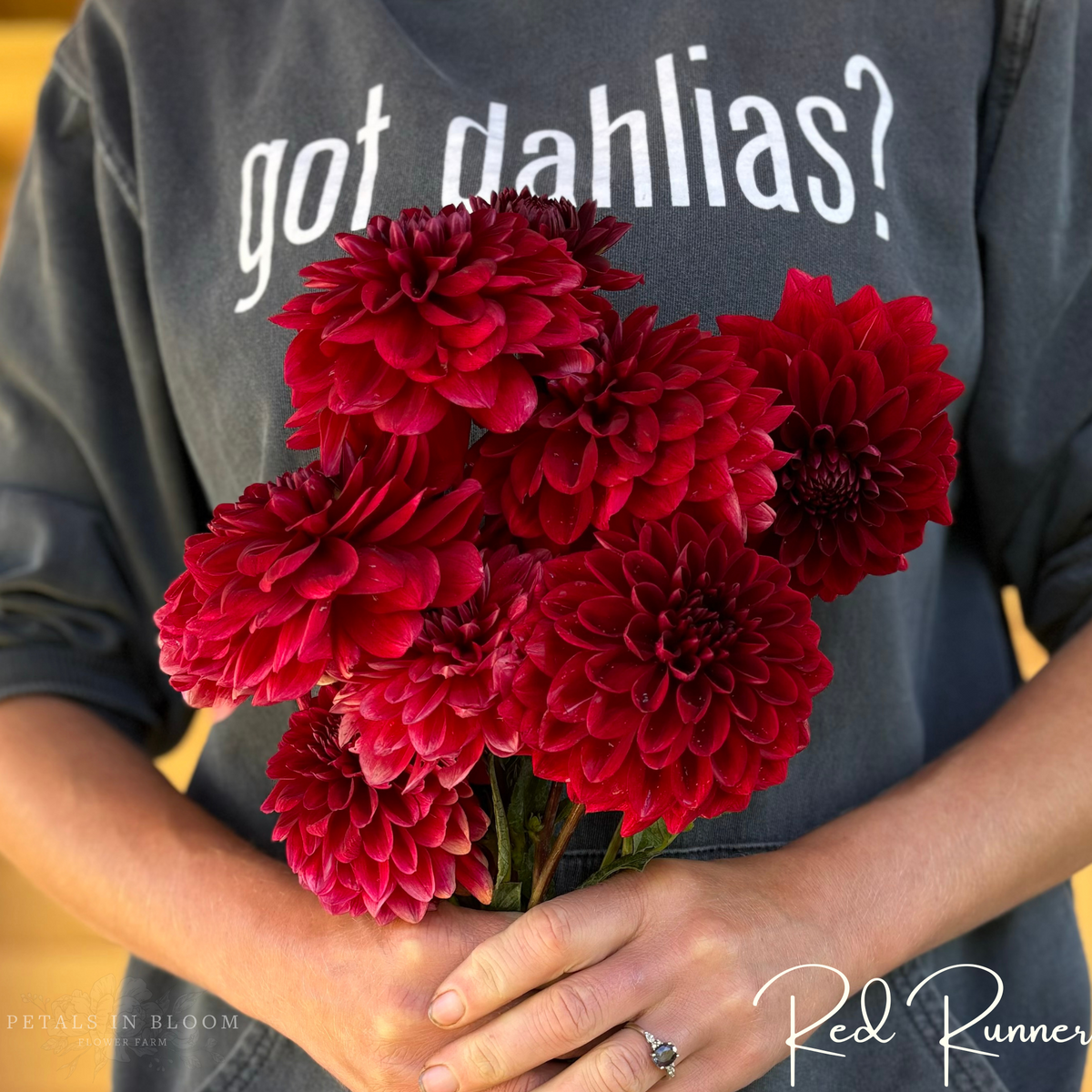 Red Runner Dahlia Tuber – Petals In Bloom Flower Farm