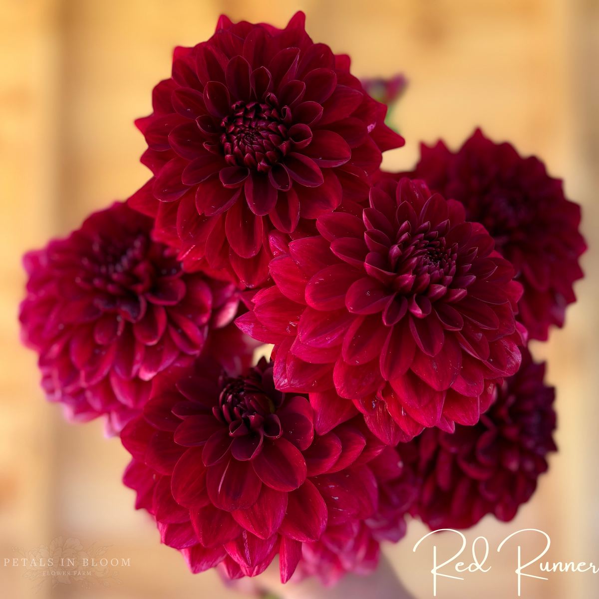 Red Runner Dahlia Tuber – Petals In Bloom Flower Farm