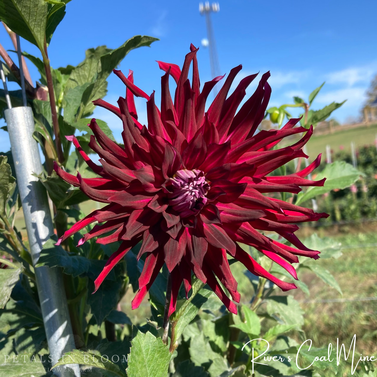 Rivers Coal Mine Dahlia Tuber – Petals In Bloom Flower Farm
