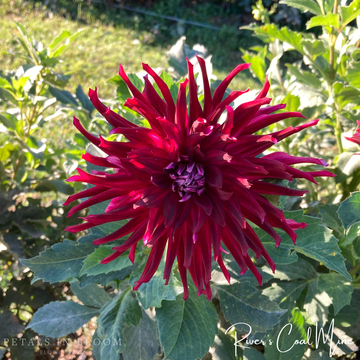 Rivers Coal Mine Dahlia Tuber – Petals In Bloom Flower Farm
