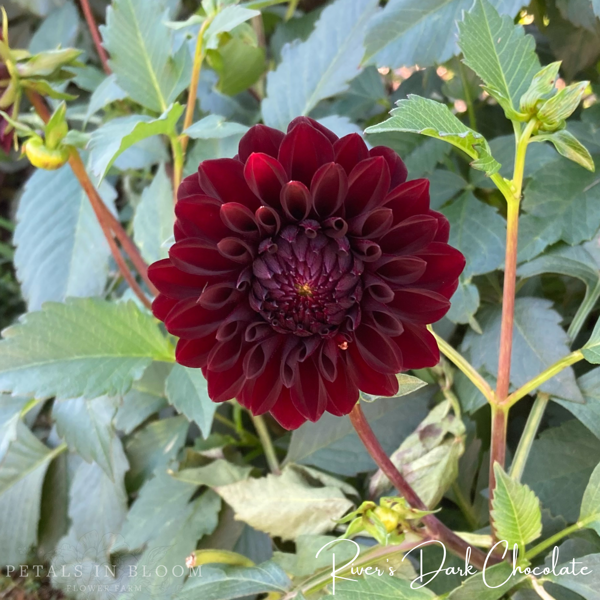 Rivers Dark Chocolate Dahlia Tuber – Petals In Bloom Flower Farm