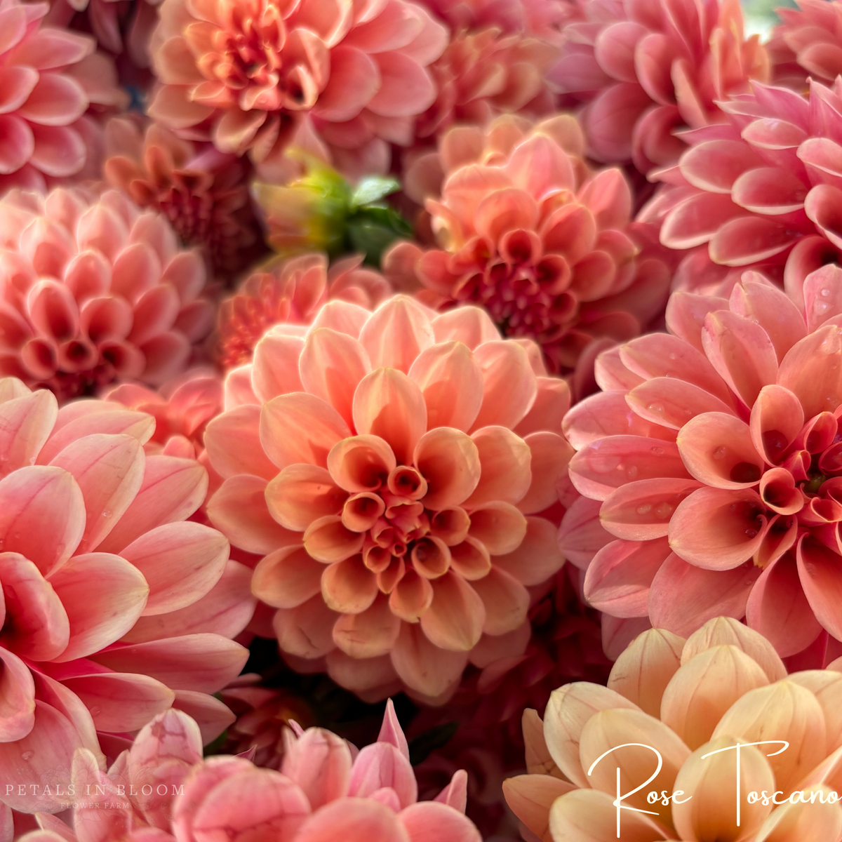 Rose Toscano Dahlia Tuber – Petals In Bloom Flower Farm