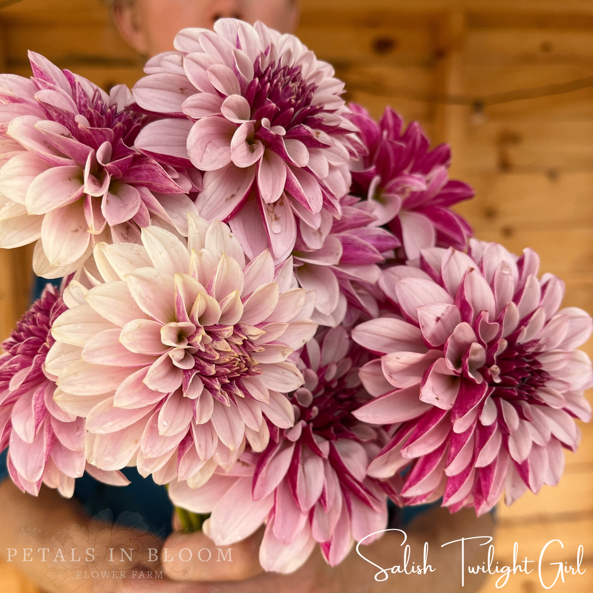 Salish Twilight Girl Dahlia Tuber – Petals In Bloom Flower Farm