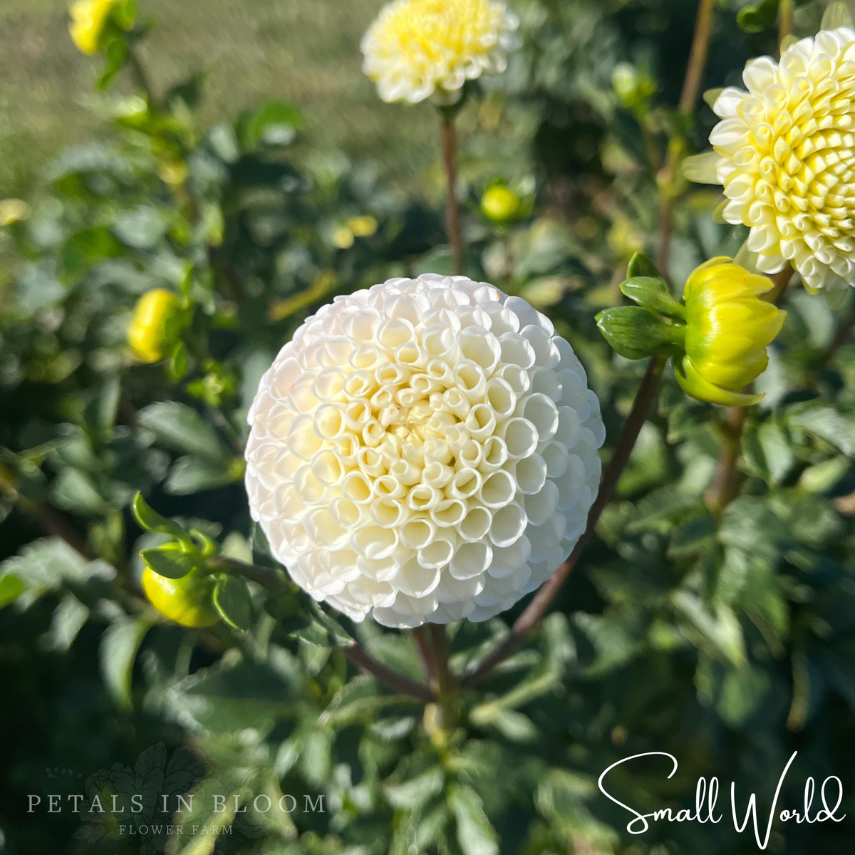 Small World Dahlia Tuber – Petals In Bloom Flower Farm