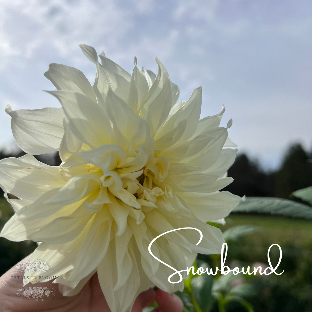 Snowbound Dahlia Tuber – Petals In Bloom Flower Farm