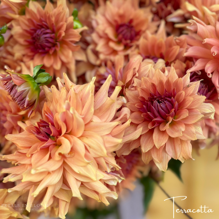 Terracotta Dahlia Tuber – Petals In Bloom Flower Farm