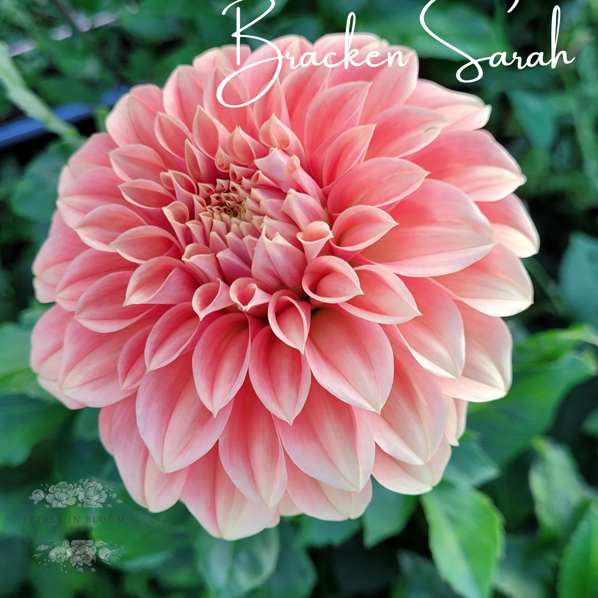 Bracken Sarah Dahlia Tubers – Petals In Bloom Flower Farm