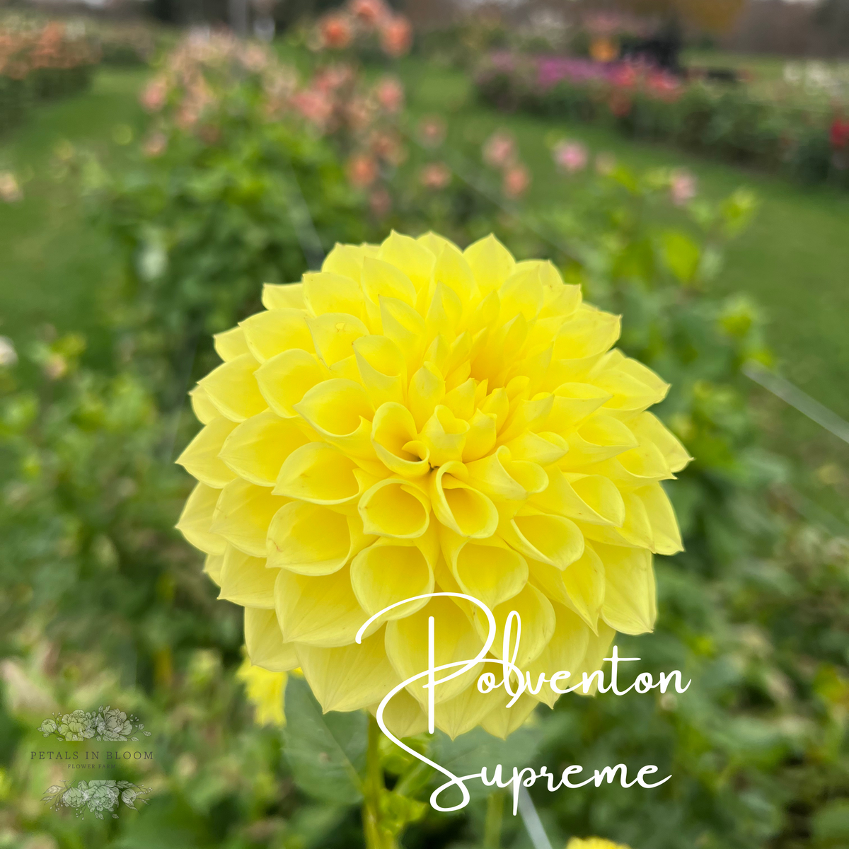 Polventon Supreme Dahlia Tuber – Petals In Bloom Flower Farm