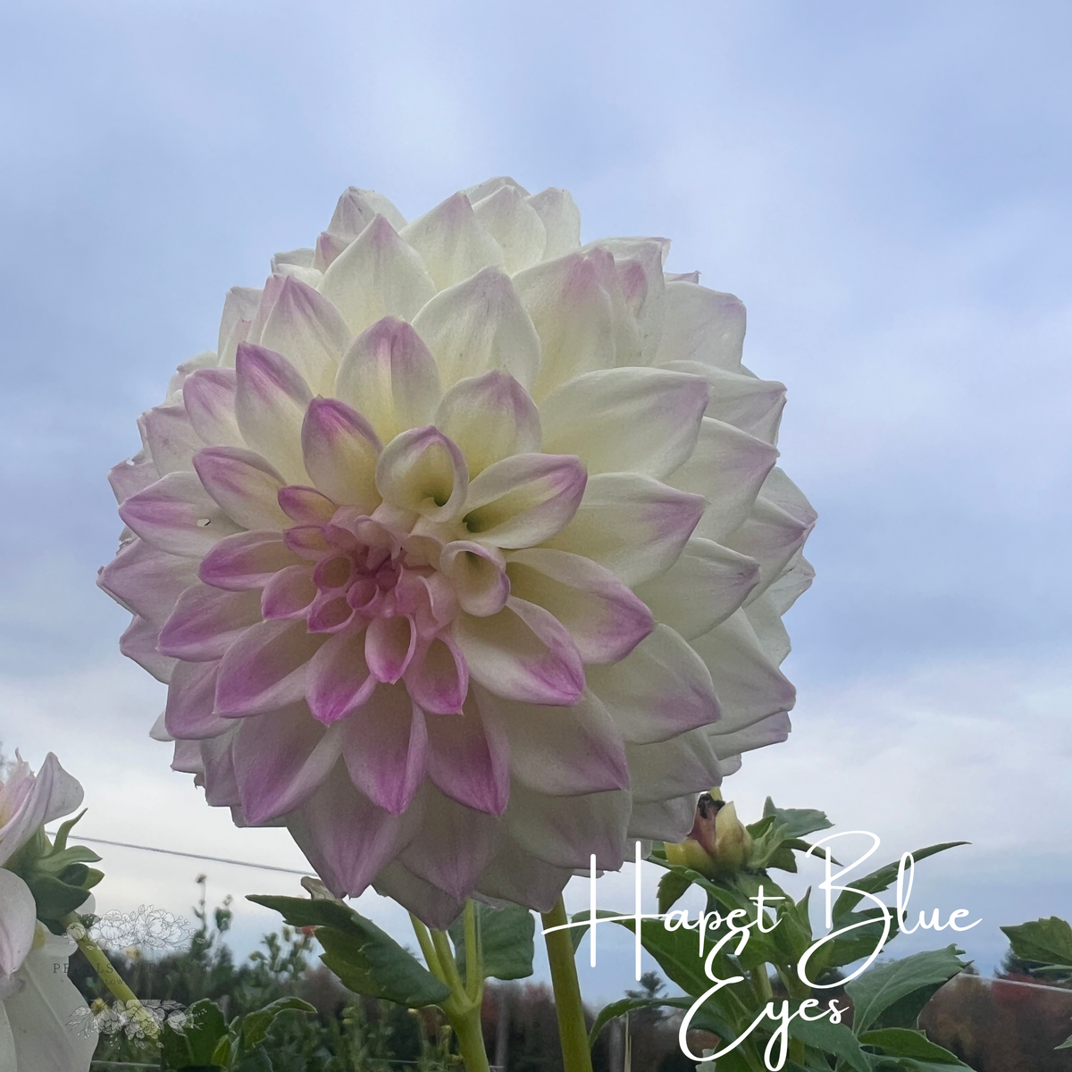 Hapet Blue Eyes Dahlia Tuber – Petals In Bloom Flower Farm