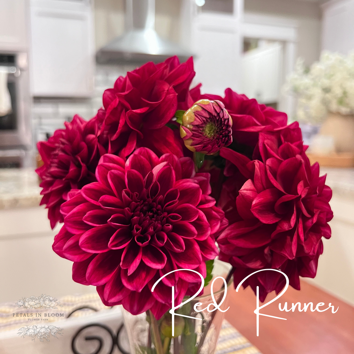 Red Runner Dahlia Tuber – Petals In Bloom Flower Farm