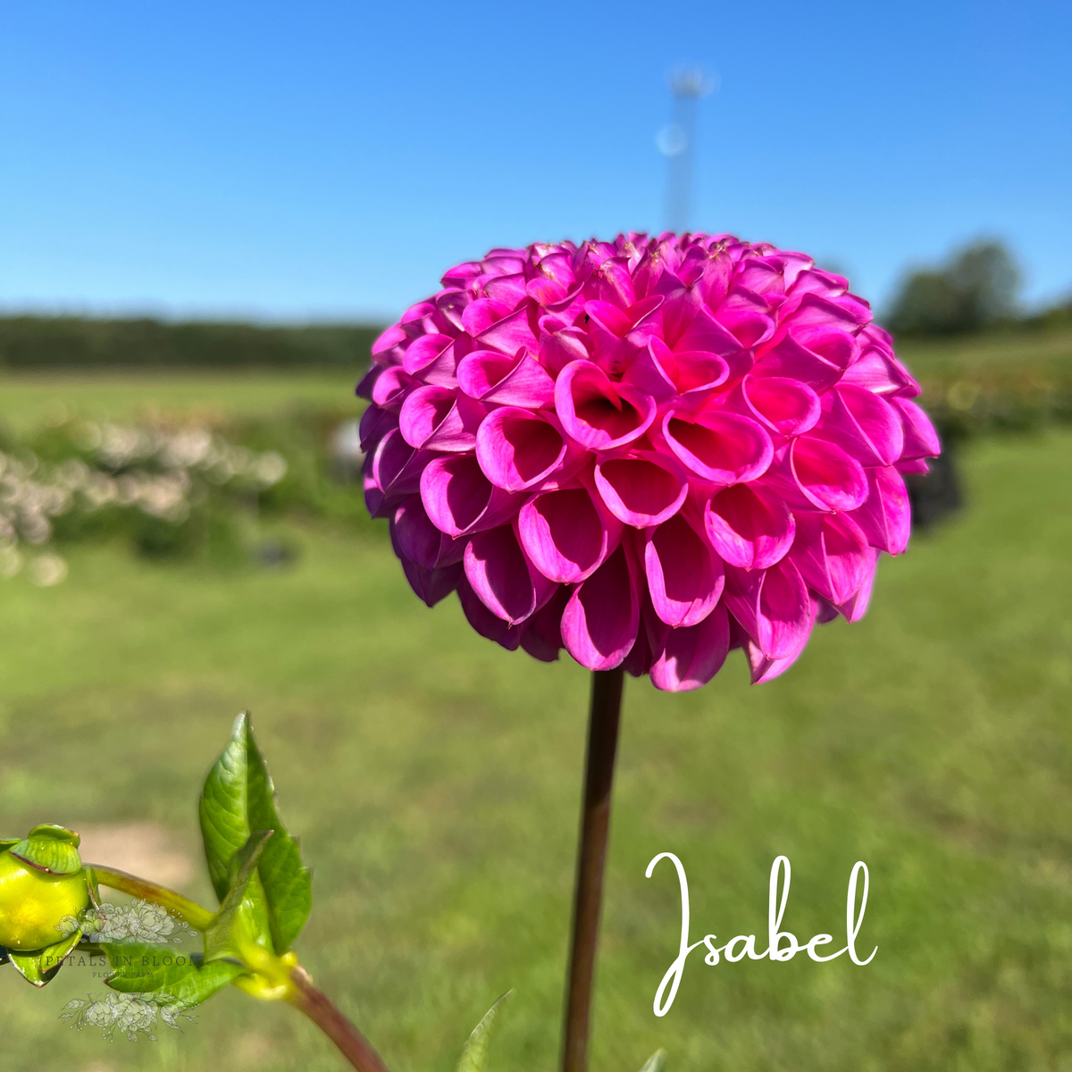 Isabel Dahlia Tubers – Petals In Bloom Flower Farm