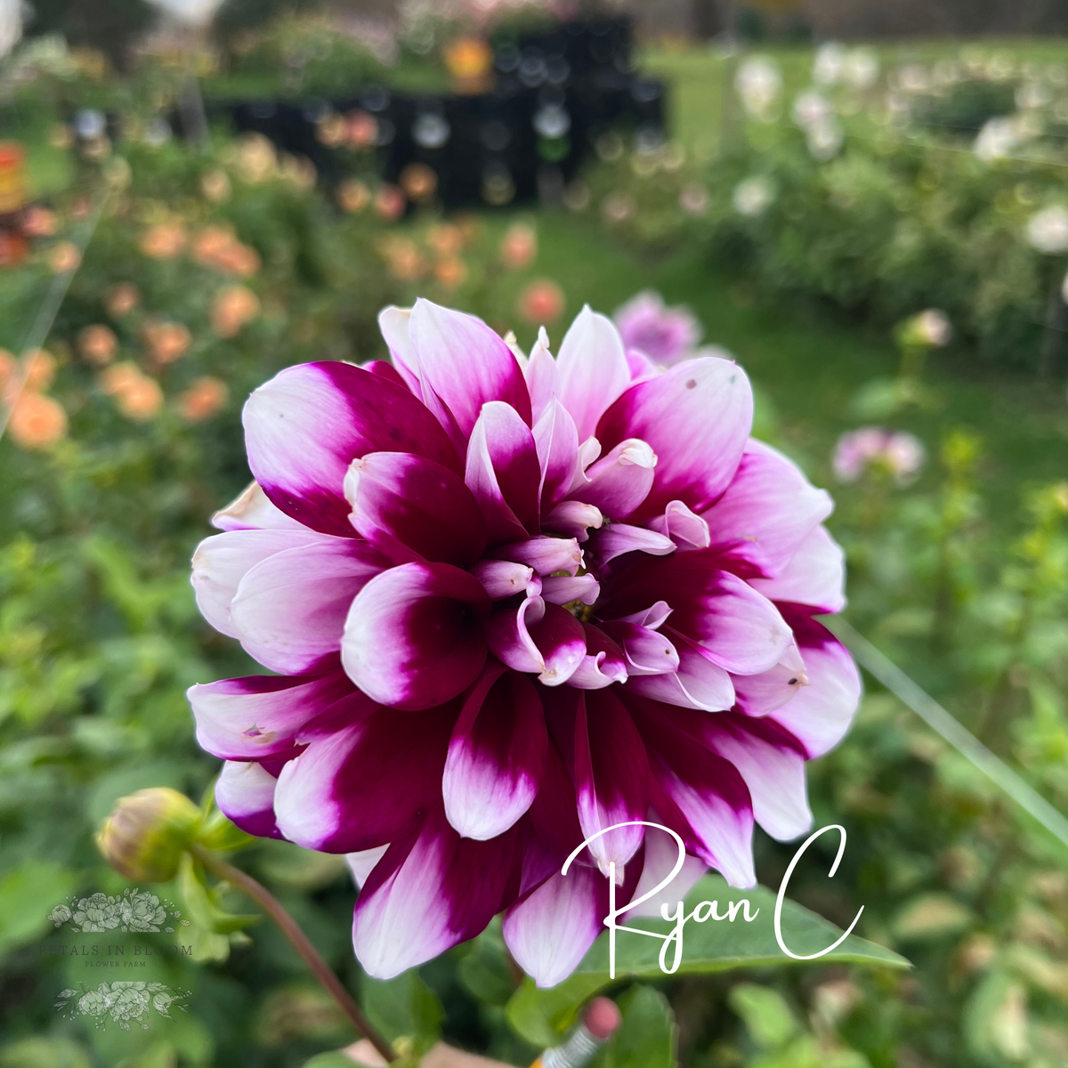 Ryan C Dahlia Tubers – Petals In Bloom Flower Farm