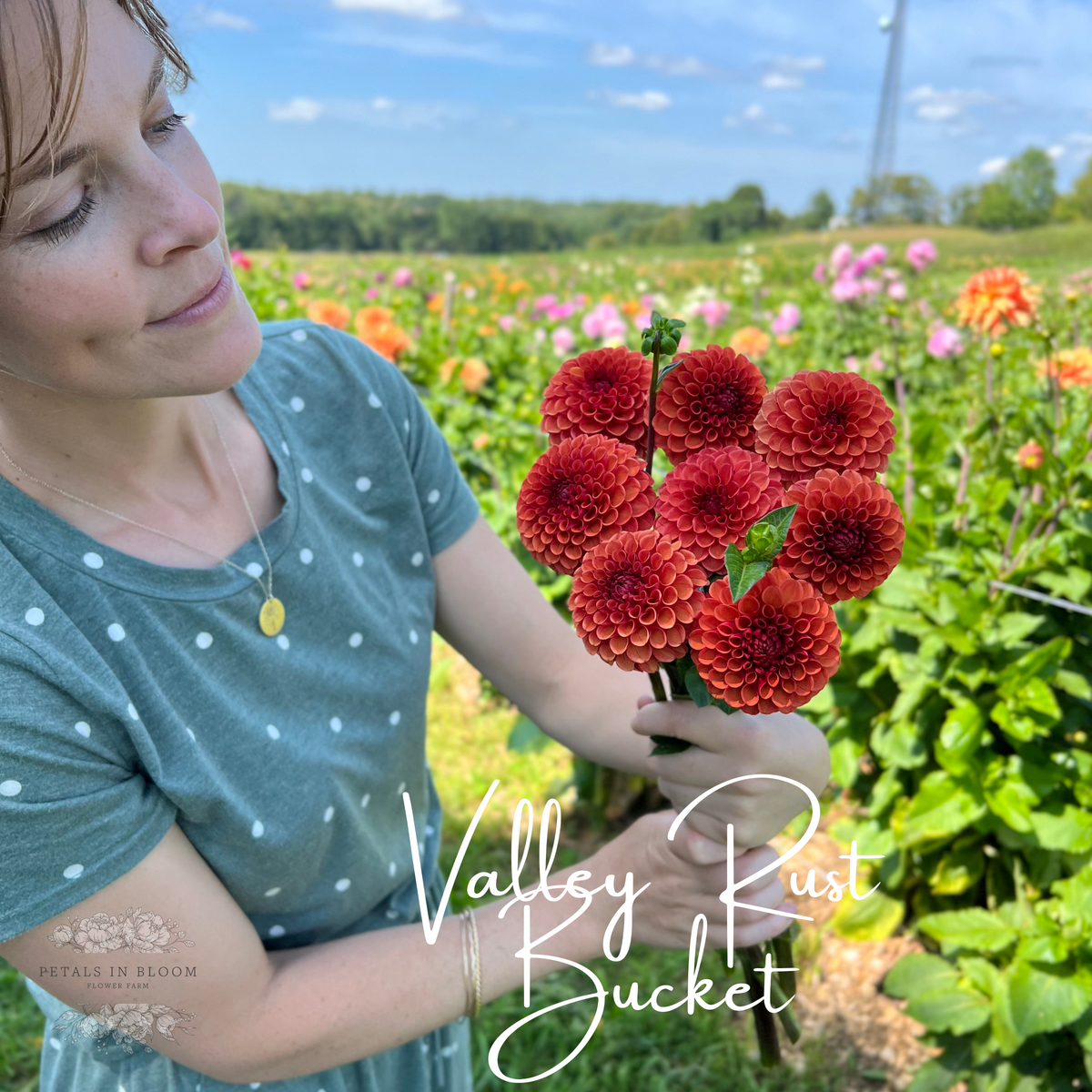 Valley Rust Bucket Dahlia Tubers – Petals In Bloom Flower Farm
