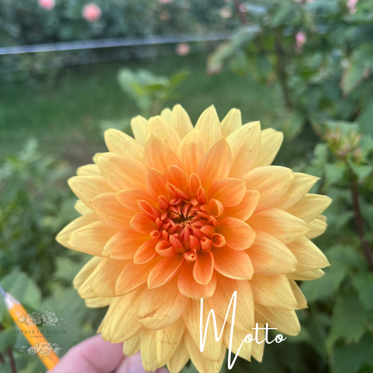 Motto Dahlia Tuber – Petals In Bloom Flower Farm