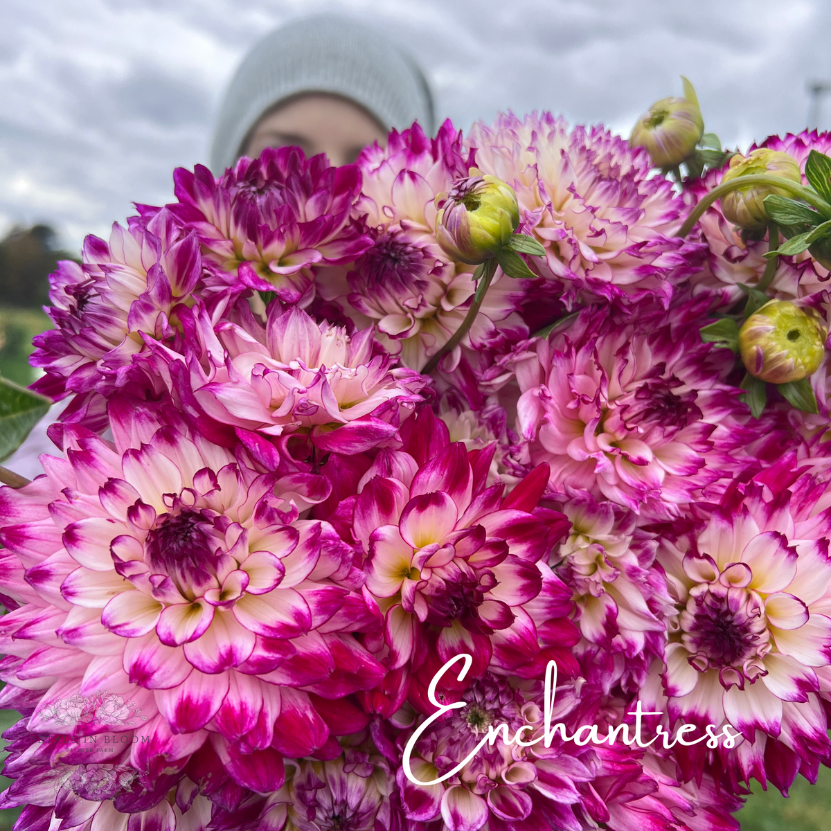 Enchantress Dahlia Tuber – Petals In Bloom Flower Farm