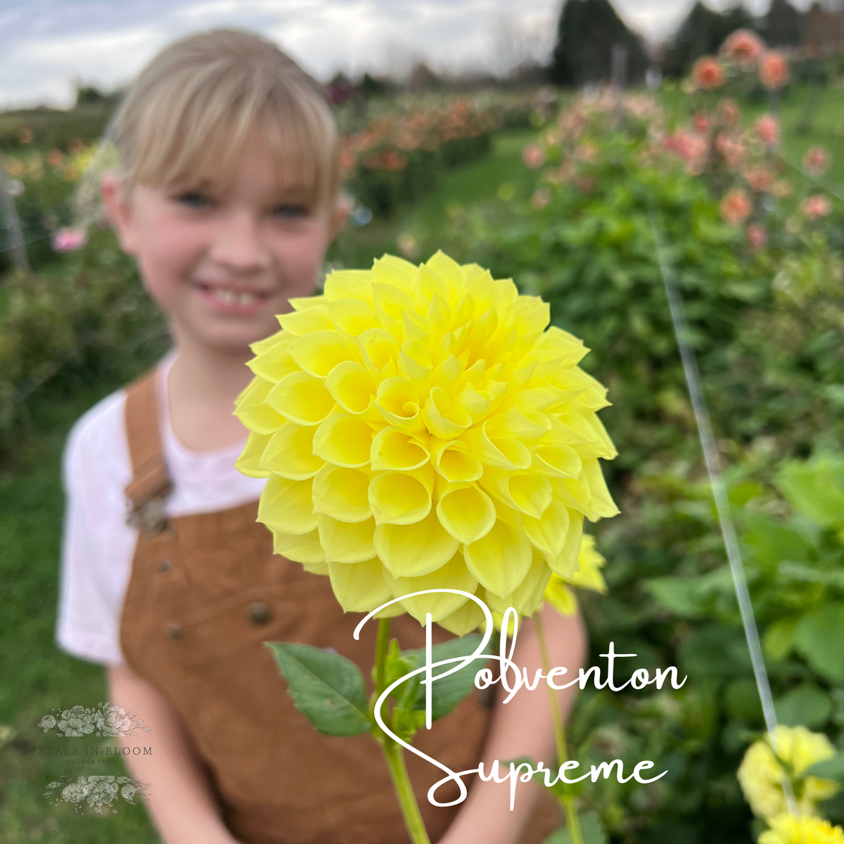 Polventon Supreme Dahlia Tuber – Petals In Bloom Flower Farm