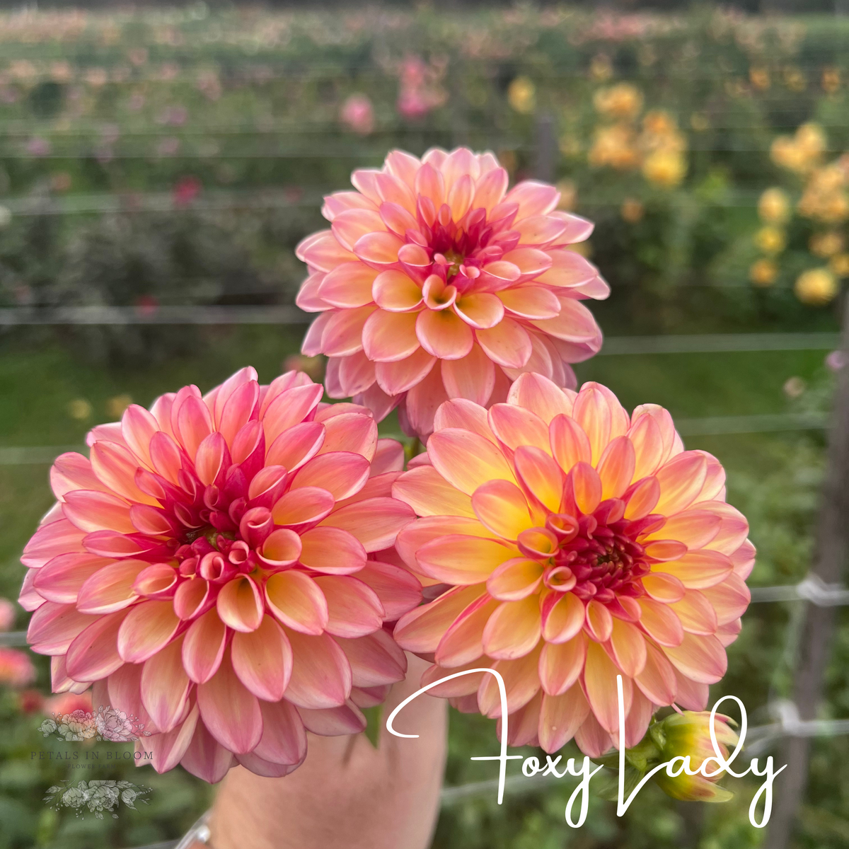 Foxy Lady Dahlia Tuber – Petals In Bloom Flower Farm
