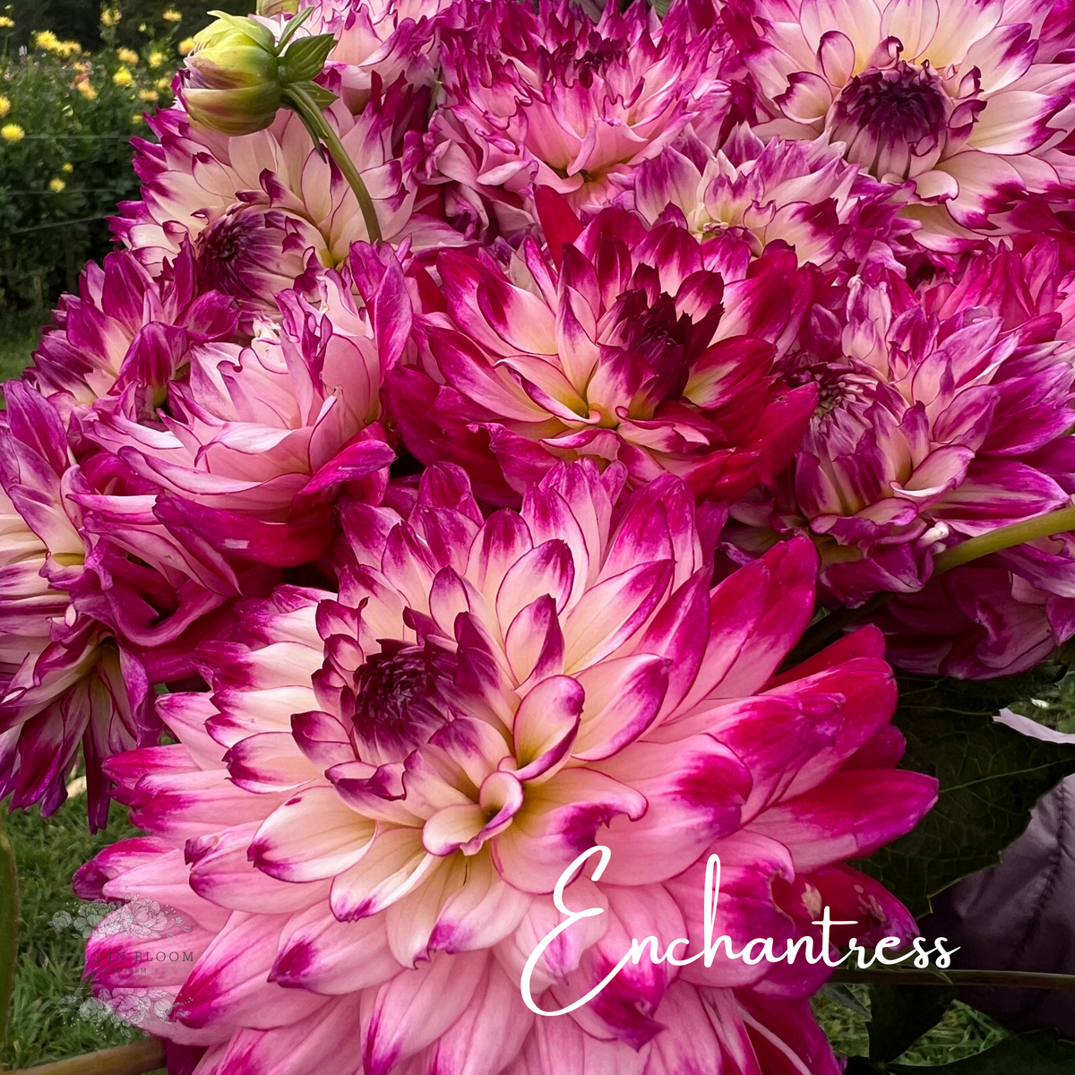 Enchantress Dahlia Tuber – Petals In Bloom Flower Farm