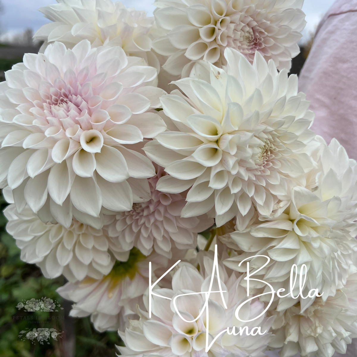 KA’s® Bella Luna Dahlia Tuber – Petals In Bloom Flower Farm