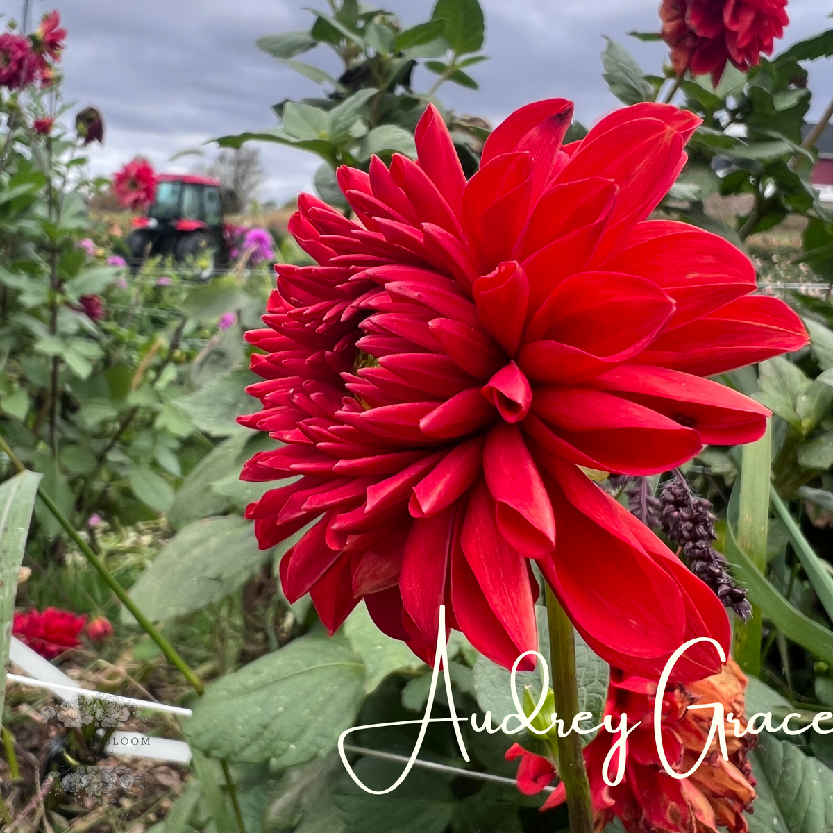Audrey Grace Dahlia Tuber – Petals In Bloom Flower Farm