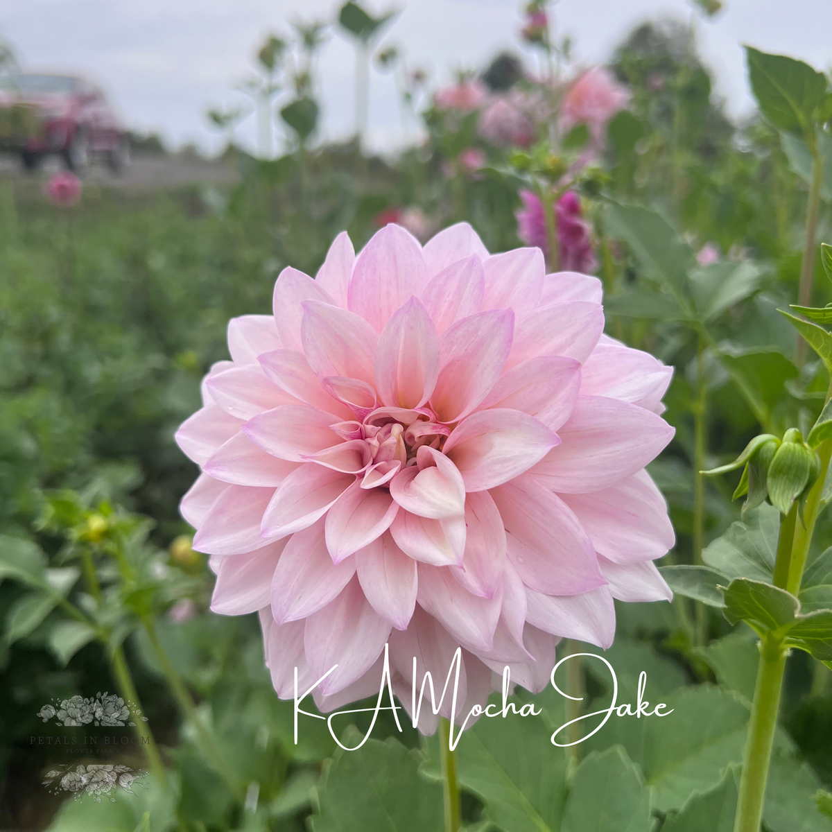 KA’s® Mocha Jake Dahlia Tuber – Petals In Bloom Flower Farm