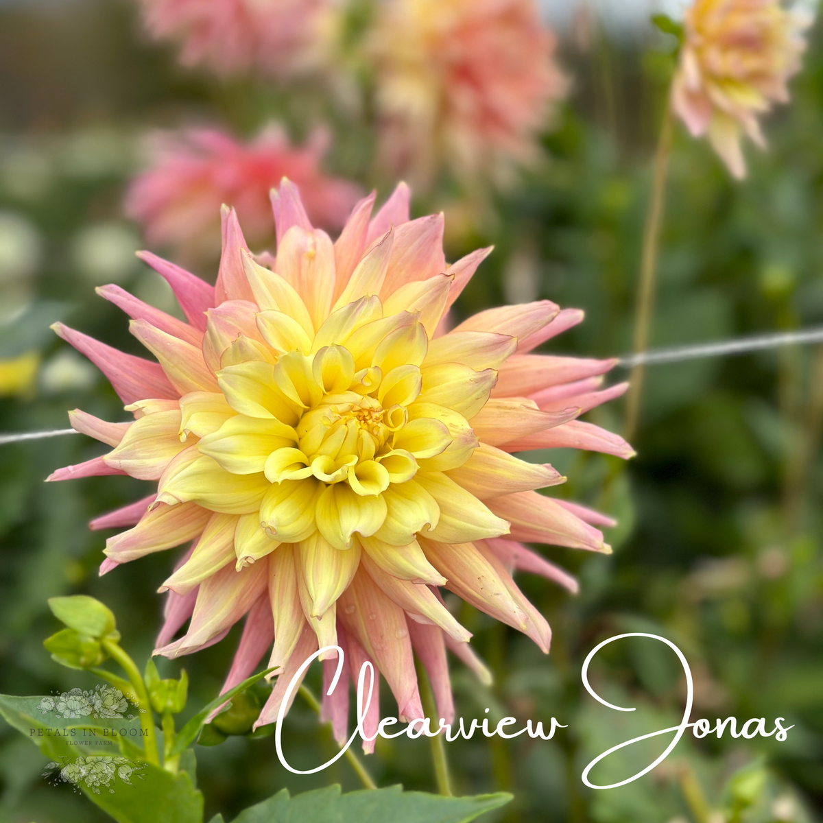 Clearview Jonas Dahlia Tuber – Petals In Bloom Flower Farm