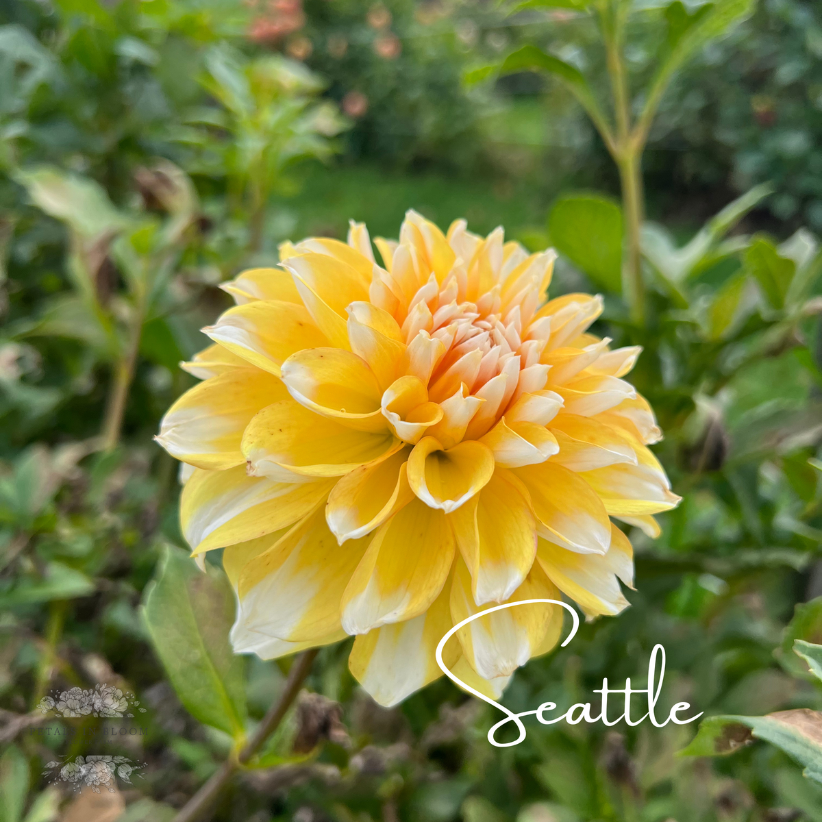 Seattle Dahlia Tubers – Petals In Bloom Flower Farm