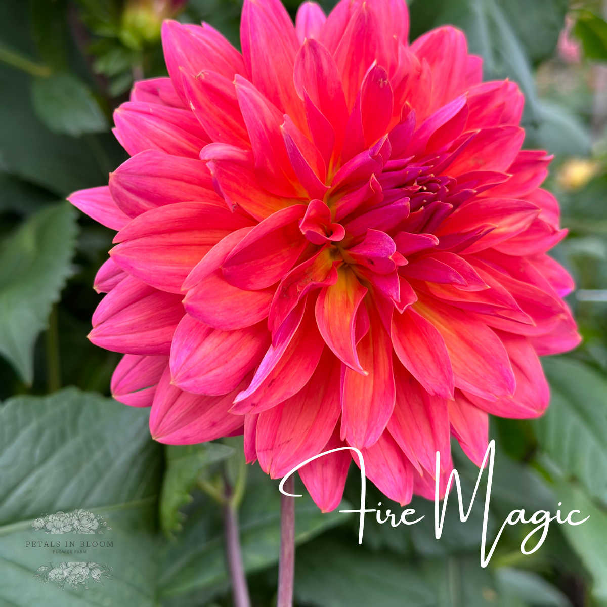 Fire Magic Dahlia Tubers – Petals In Bloom Flower Farm