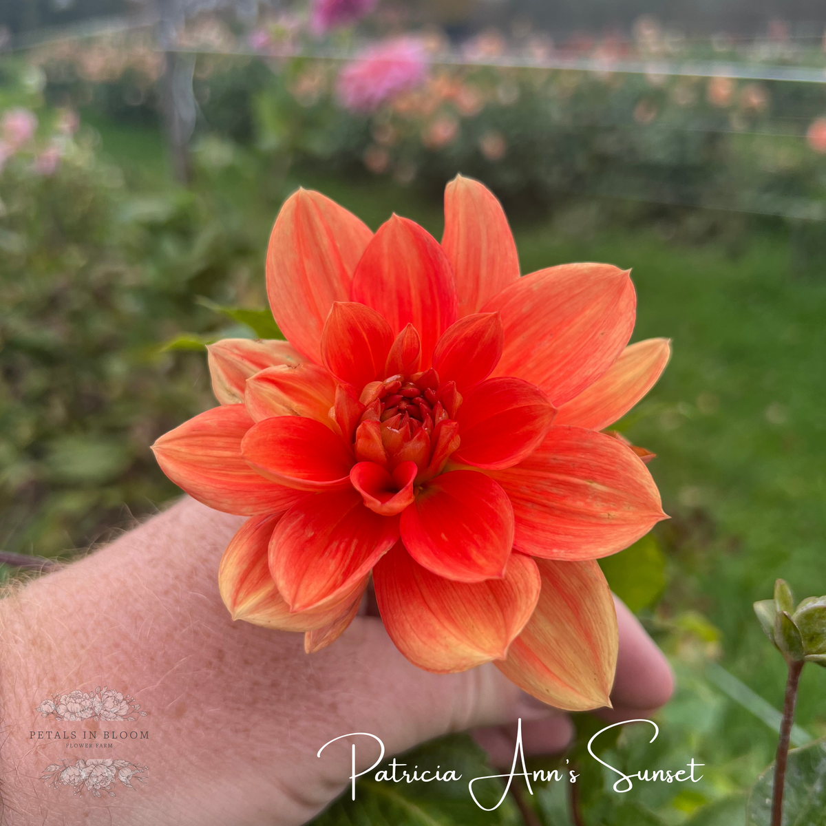 Patricia Ann's Sunset Dahlia Tuber – Petals In Bloom Flower Farm