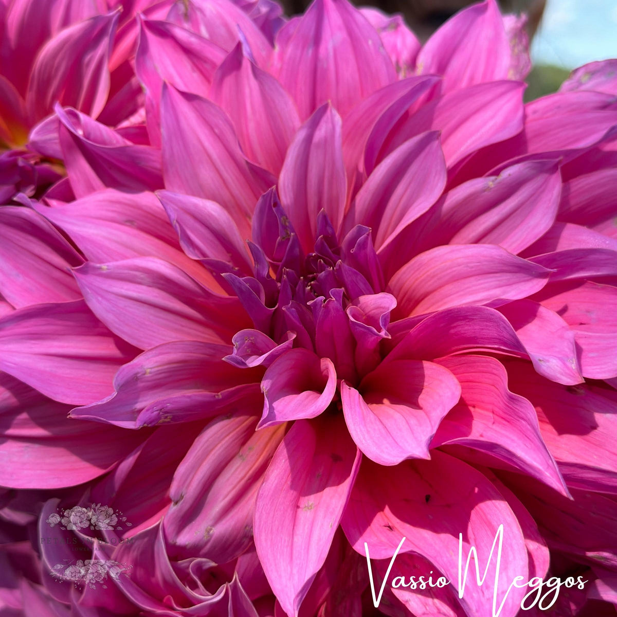 Vassio Meggos Dahlia Tubers – Petals In Bloom Flower Farm