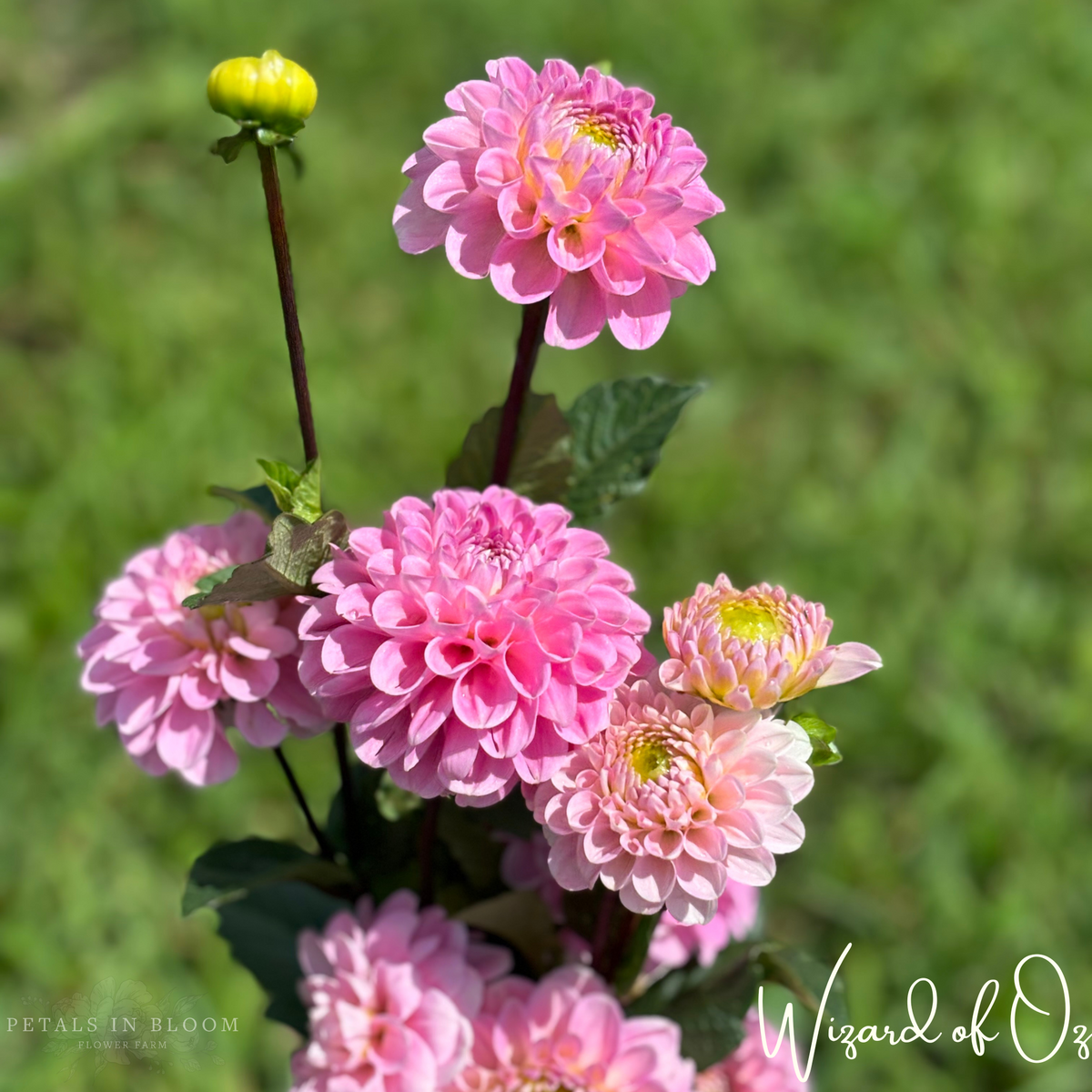 Wizard of Oz Dahlia Tuber – Petals In Bloom Flower Farm